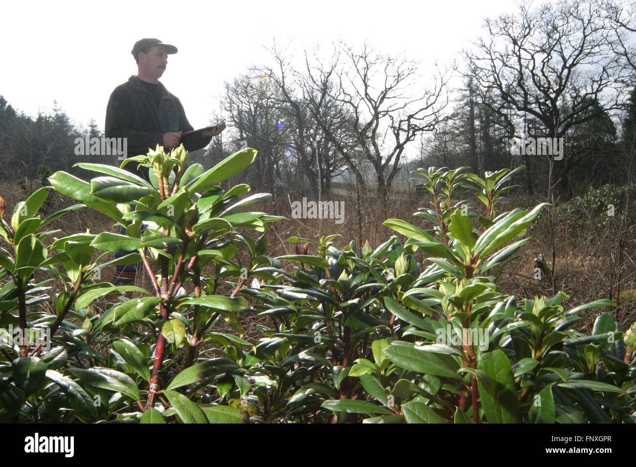 Rhododendron removal hi-res stock photography and images - Alamy
