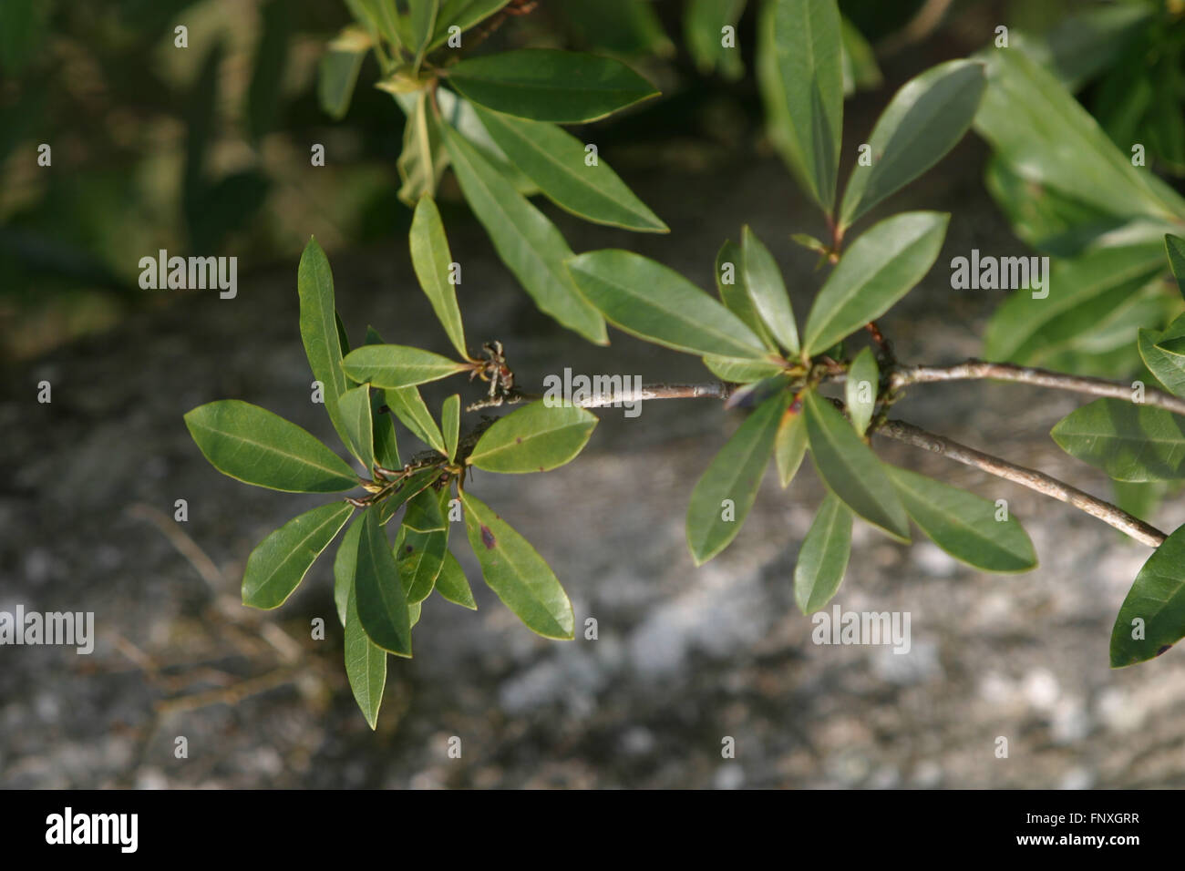 Rhododendron removal hi-res stock photography and images - Alamy