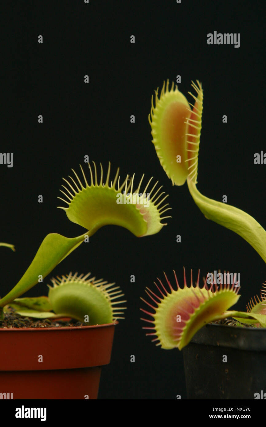 Venus Flytrap with black background Stock Photo - Alamy