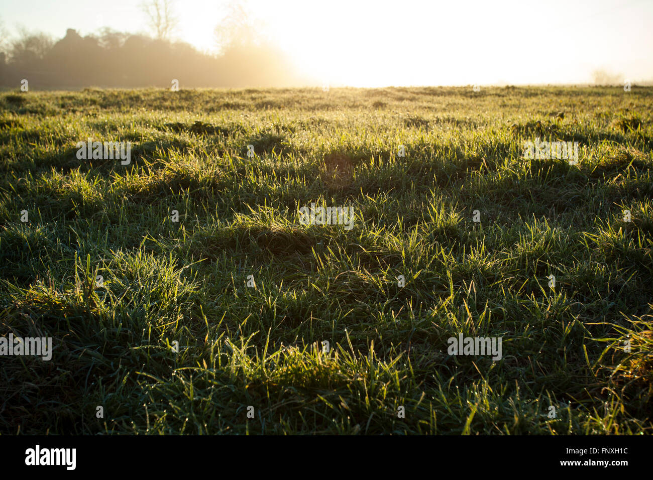 Grassy field hi-res stock photography and images - Alamy