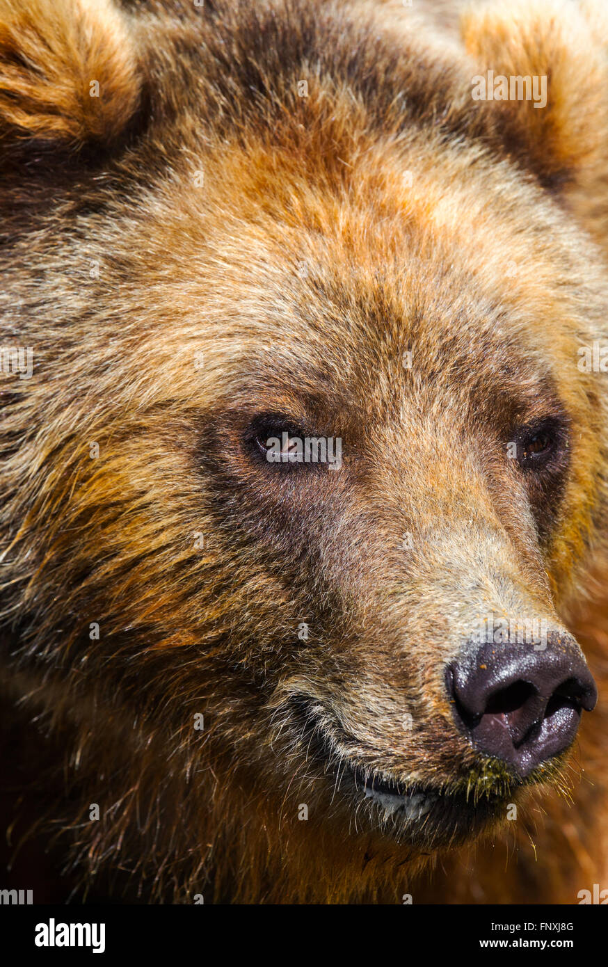 Brown bear face animal hi-res stock photography and images - Alamy