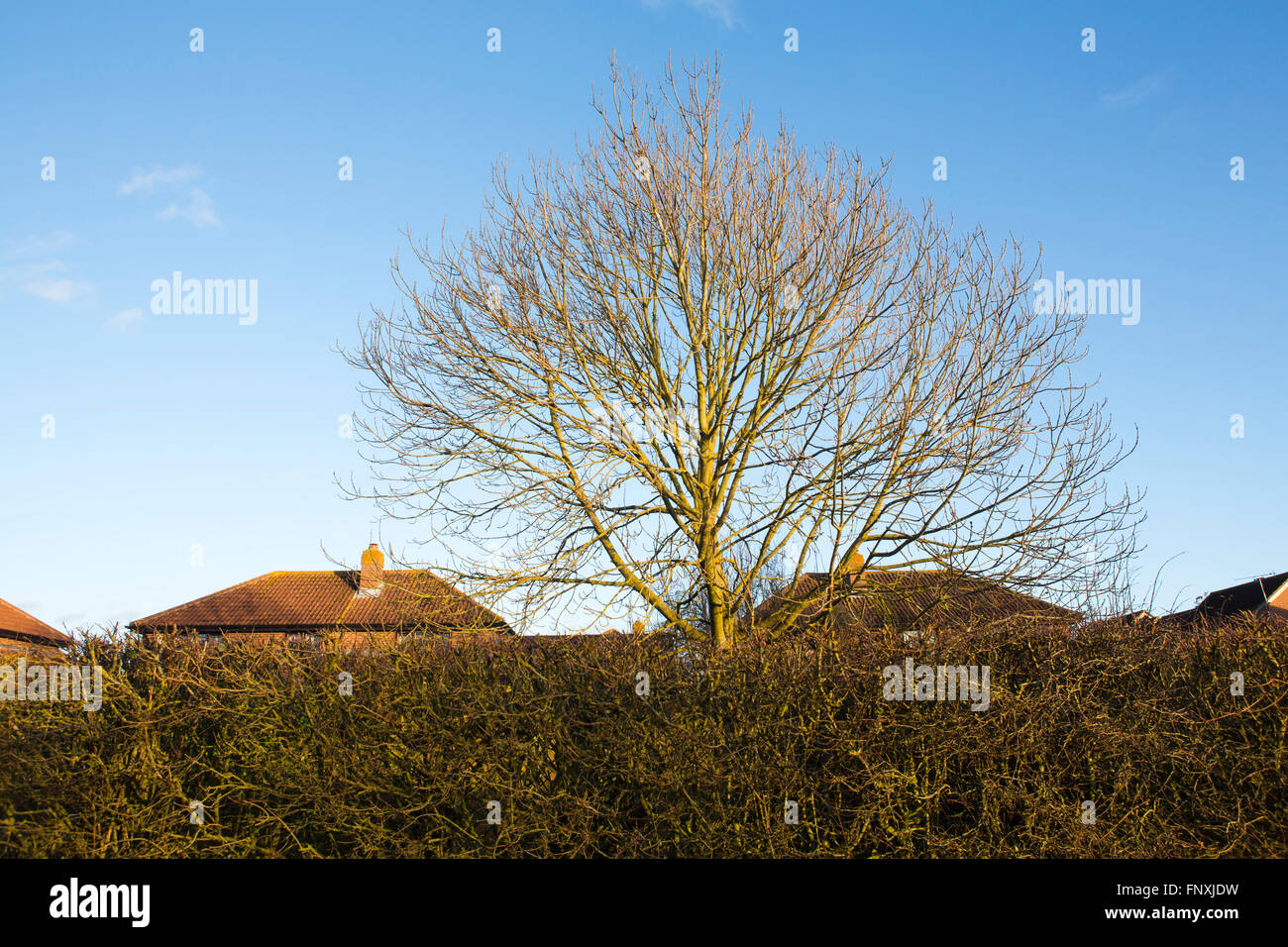 Leaf less tree hi-res stock photography and images - Alamy