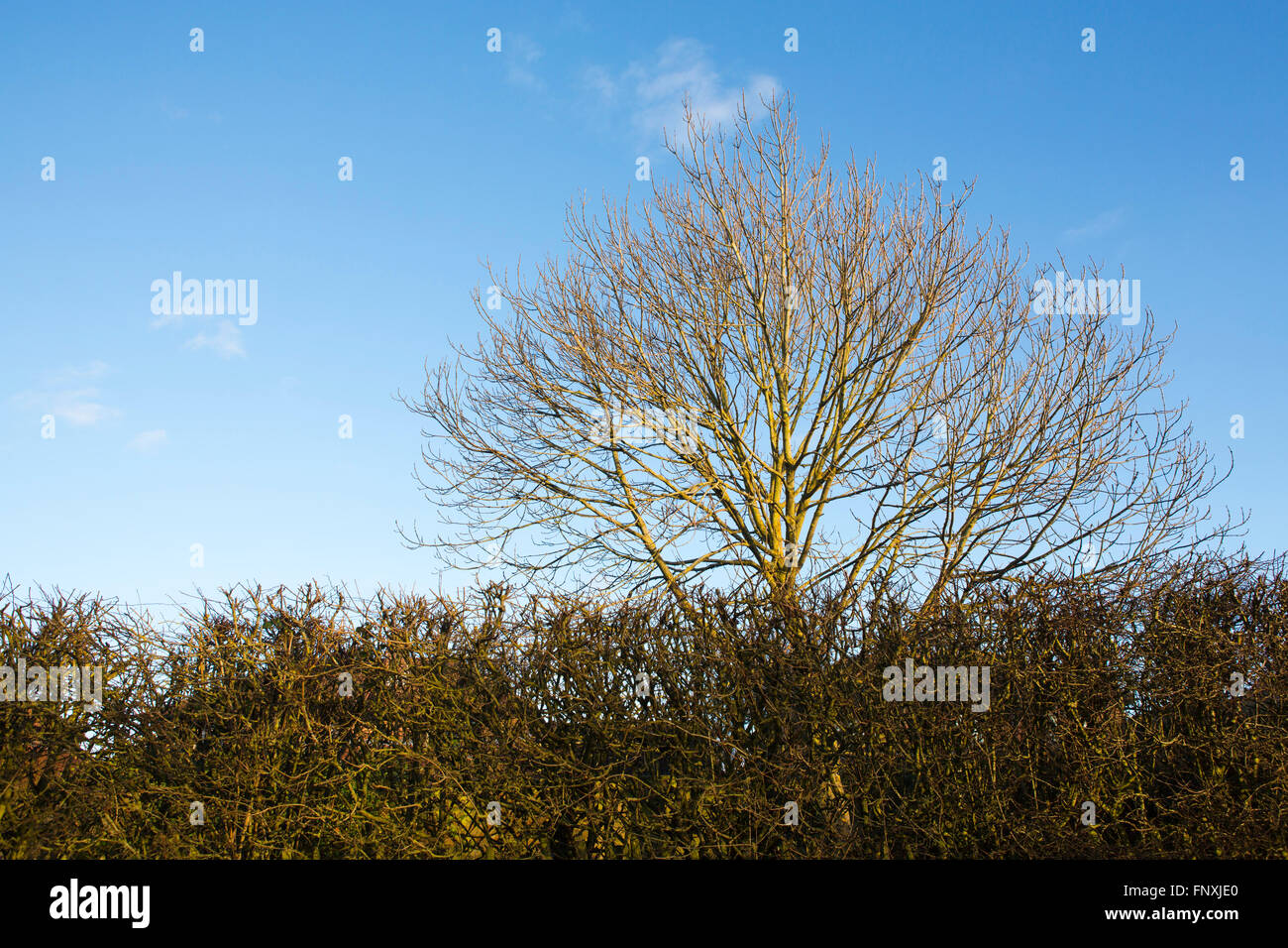 A leaf less tree behind a hedge with rooftops in the background on a UK ...