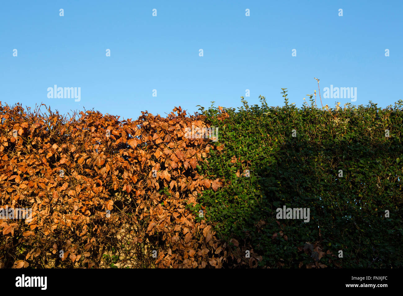Detail of a garden hedge with colourful foliage Stock Photo - Alamy