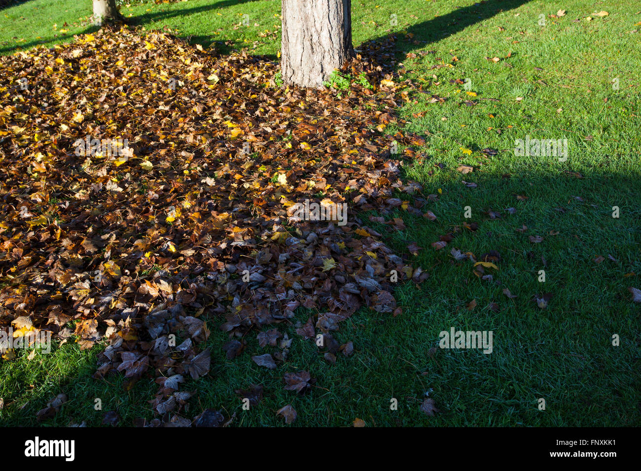 Dead leaves under tree in hi-res stock photography and images - Alamy