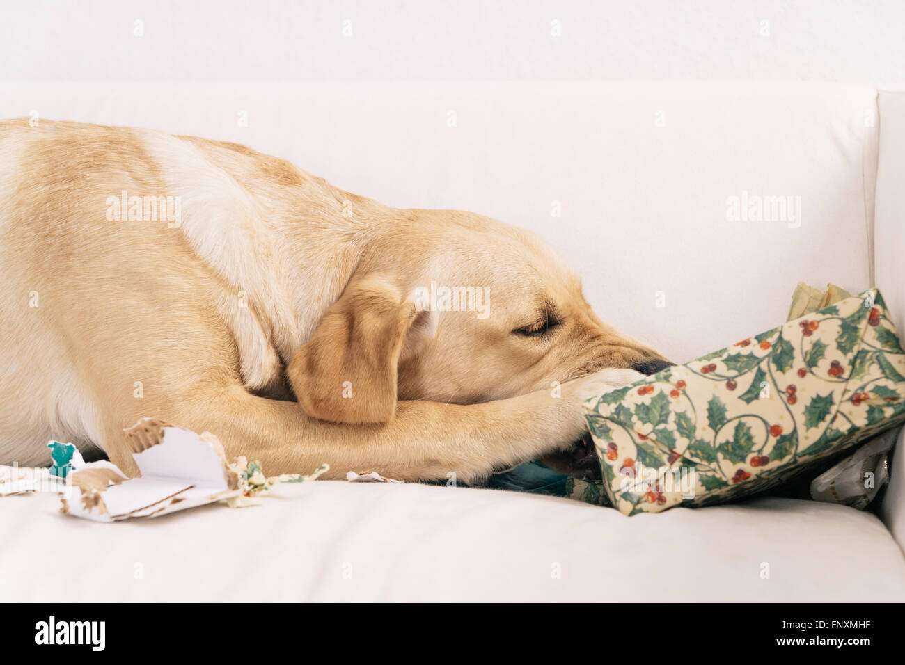 Dog tearing up Christmas present Stock Photo - Alamy