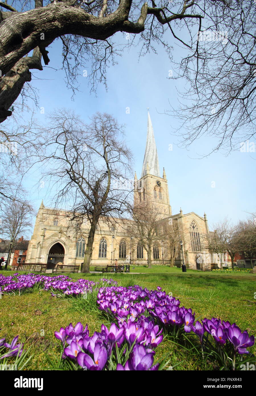 Crocuses bloom below the twisted spire of St Mary and All Saints Church ...