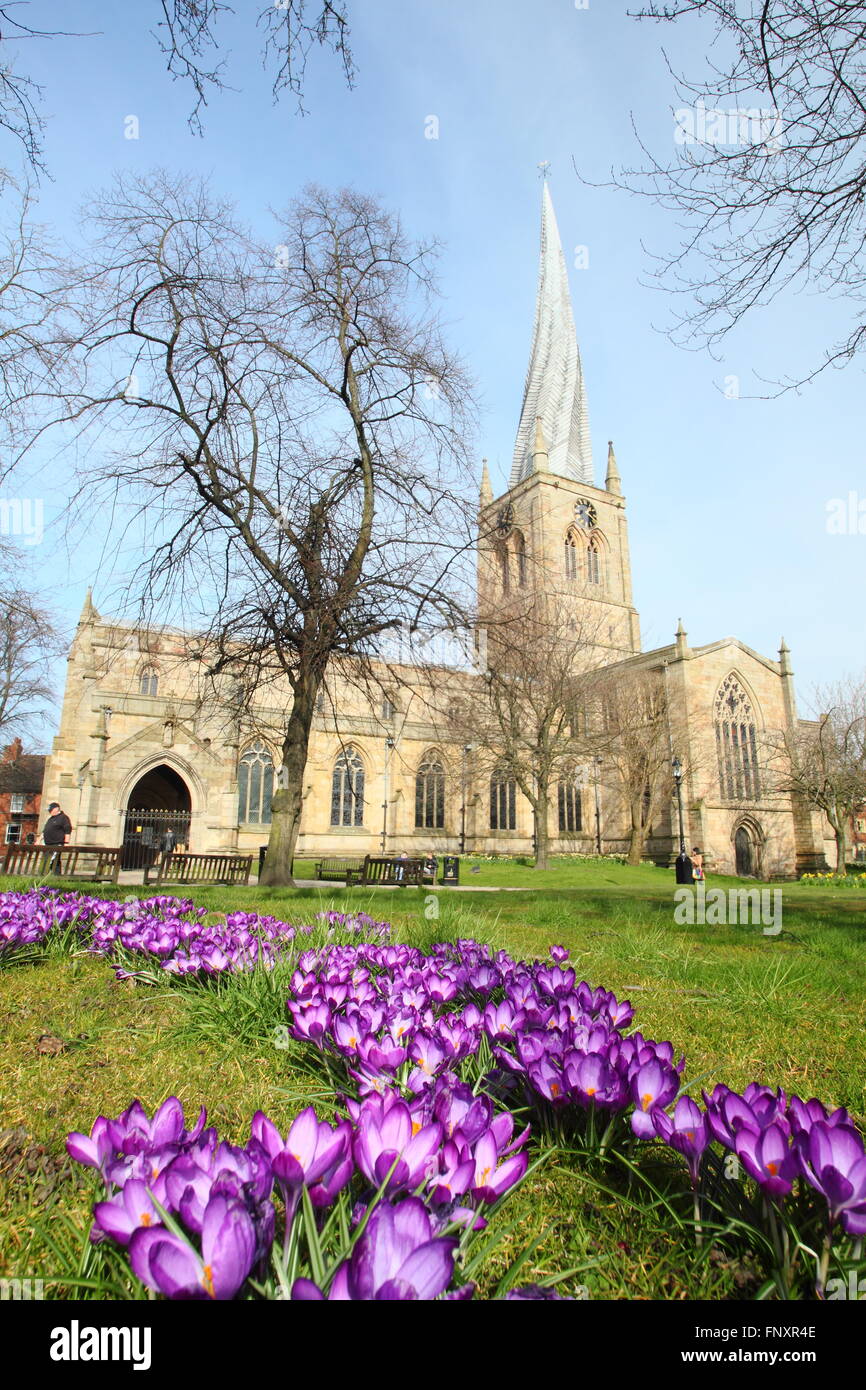 Crocuses bloom below the twisted spire of St Mary and All Saints Church ...