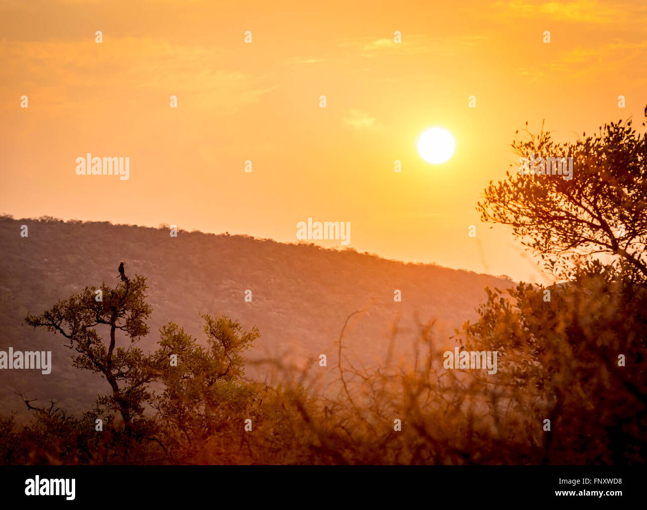 Sunset sky through trees and hills in Botswana, Africa, with a ...