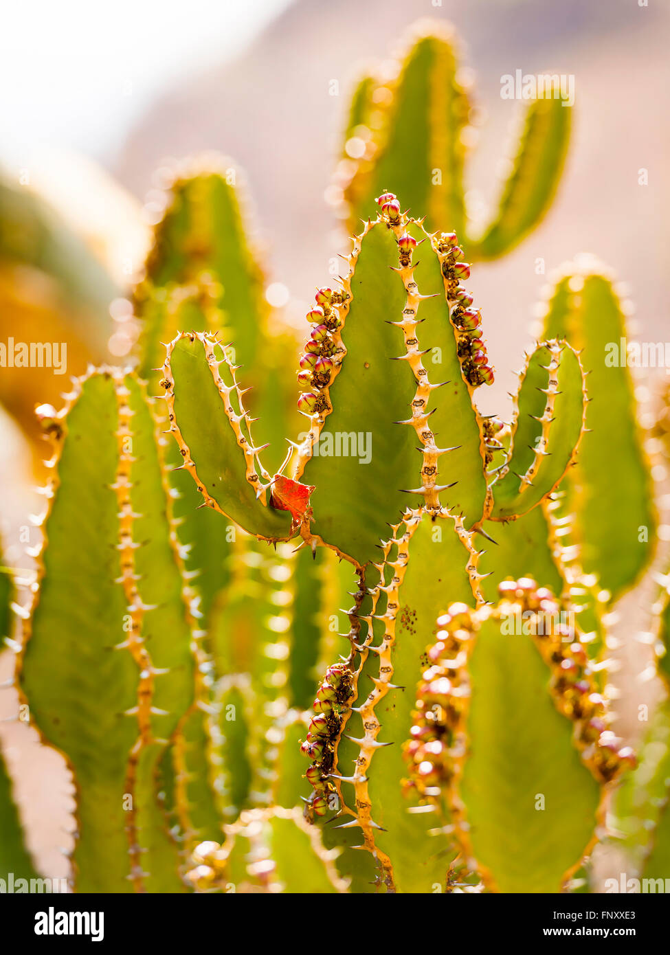 Desert cactus called Candelabra Tree (Euphorbia ingels) in closeup ...