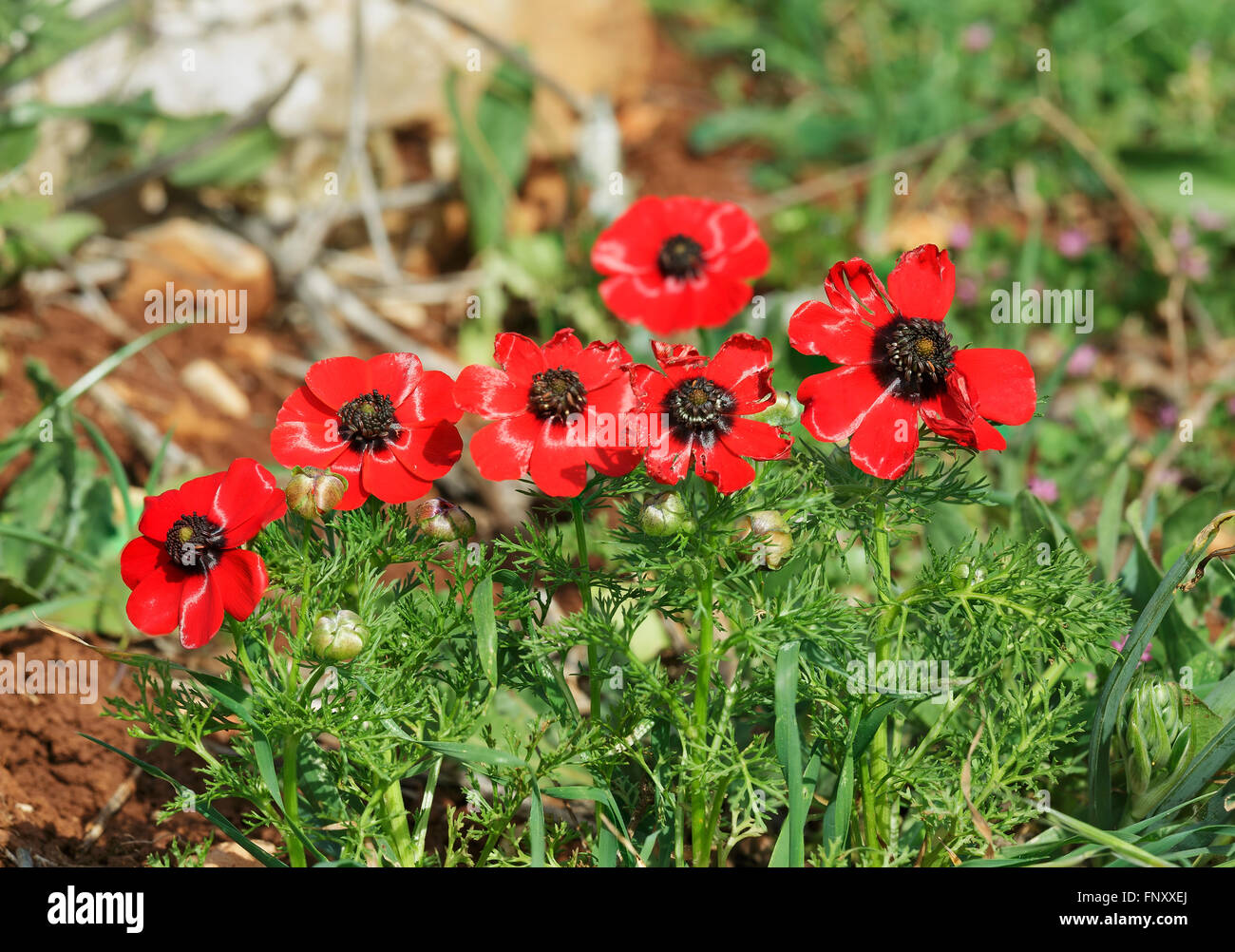 Red leaf and green grass hi-res stock photography and images - Alamy