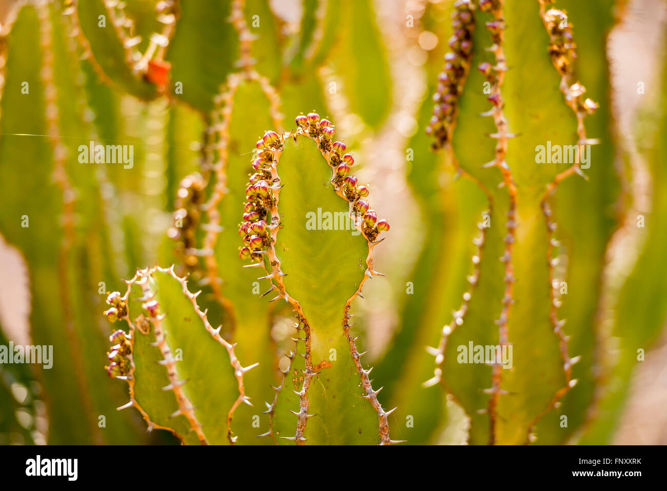 Desert cactus called Candelabra Tree (Euphorbia ingels) in closeup ...