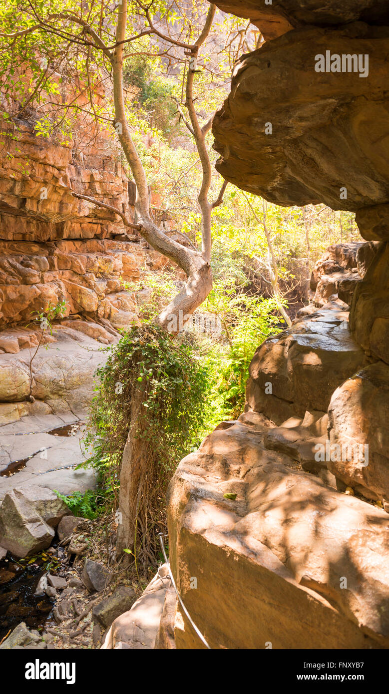 View along the Moremi Gorge walking trail in Botswana, Africa Stock ...