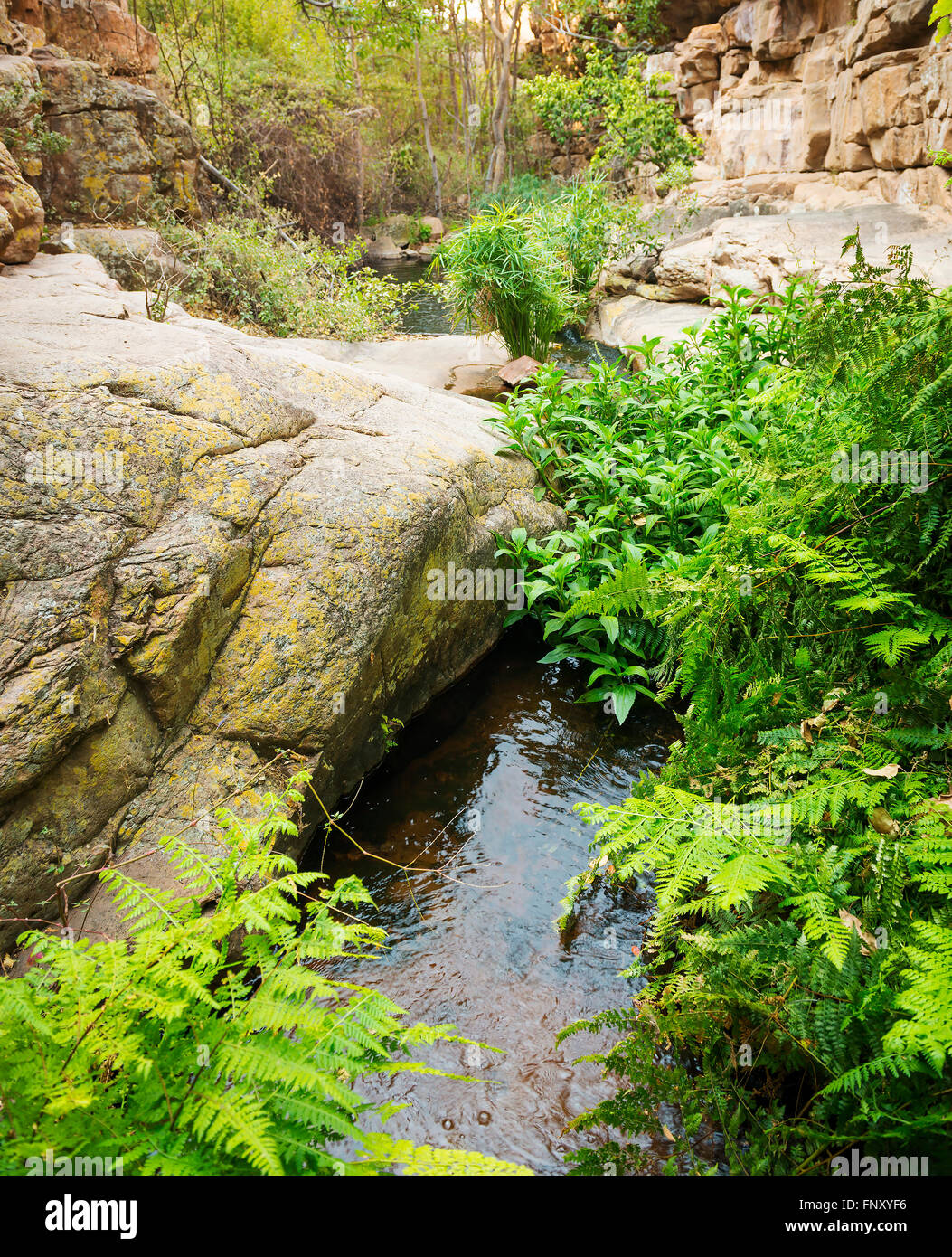 View along the Moremi Gorge walking trail in Botswana, Africa Stock ...