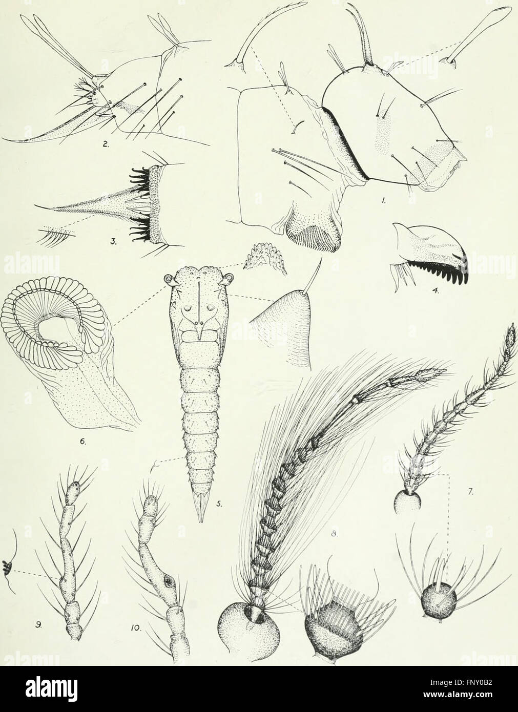 The 1907 edition of 'Annals of Tropical Medicine and Parasitology ...