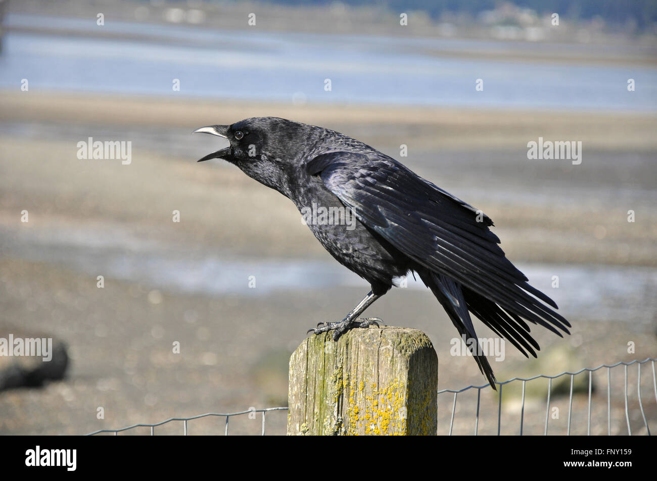 Black squawking crow Stock Photo - Alamy