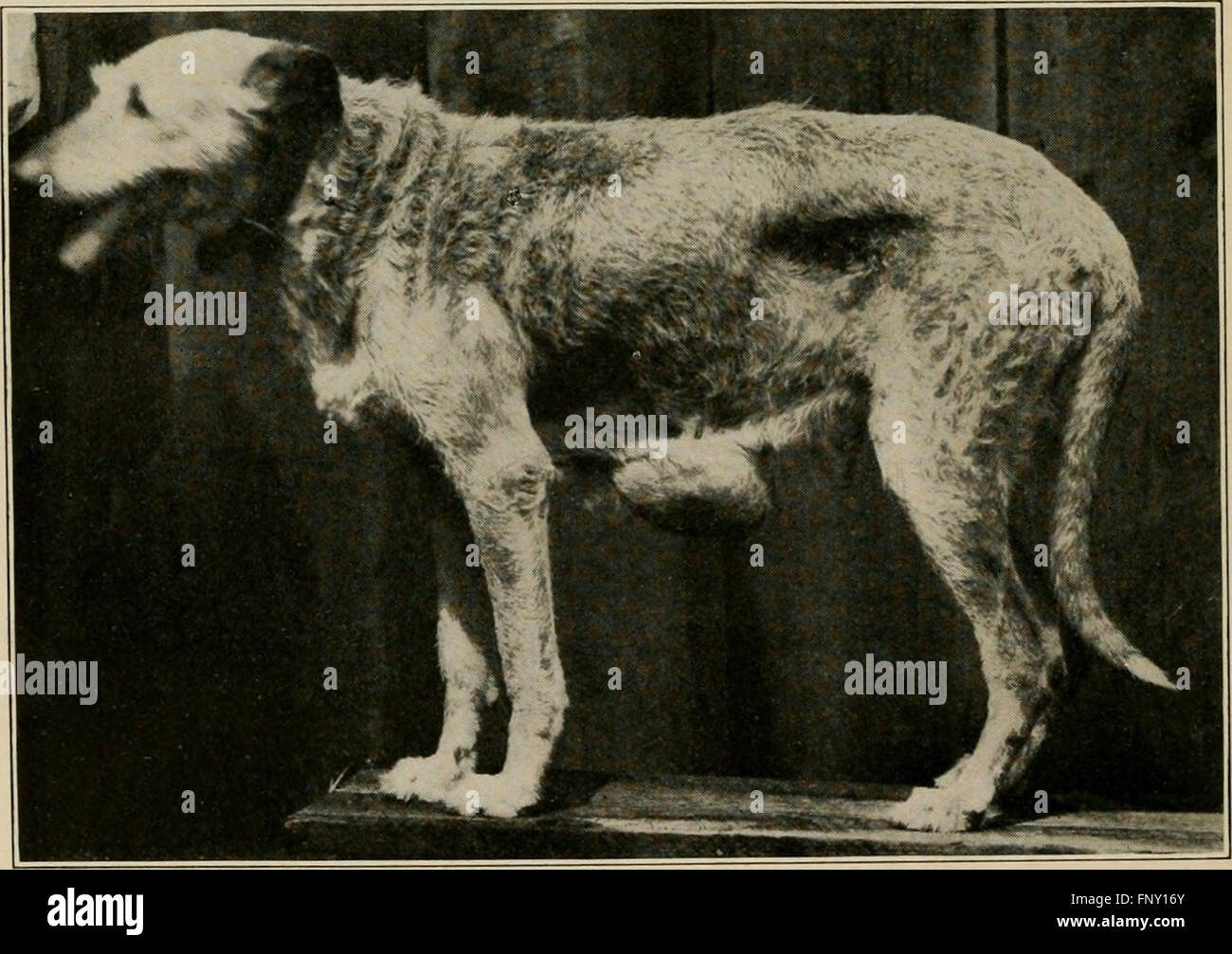 This 1906 work focuses on the surgical treatment of diseases in dogs ...