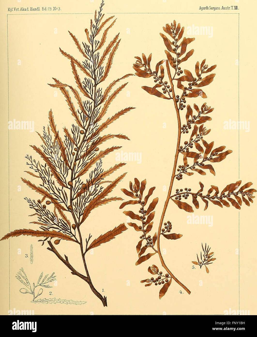 Sciences 1888 hi-res stock photography and images - Alamy