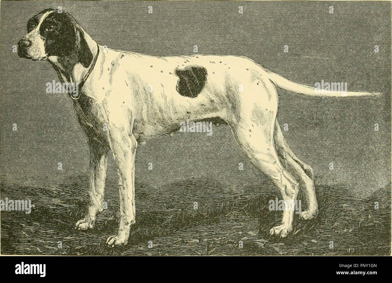 A comprehensive 1891 guide on the origin, characteristics, breeding ...