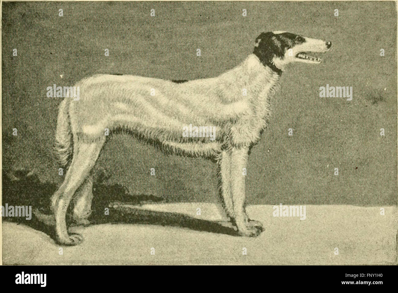 The 1891 'American Book of the Dog' provides a comprehensive guide to ...