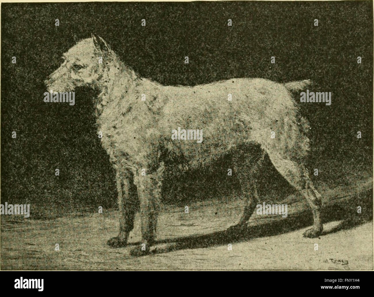 This 1891 book provides an extensive overview of dogs, discussing their ...