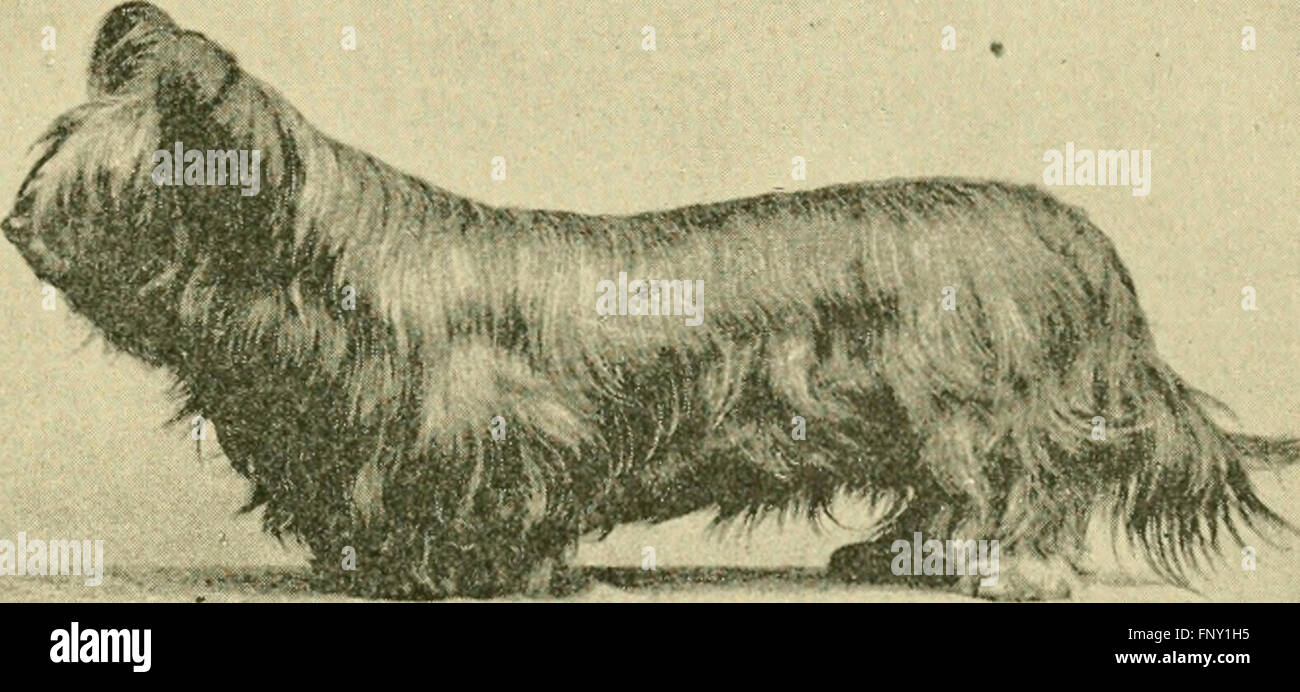 The American Book of the Dog (1891) provides comprehensive details ...