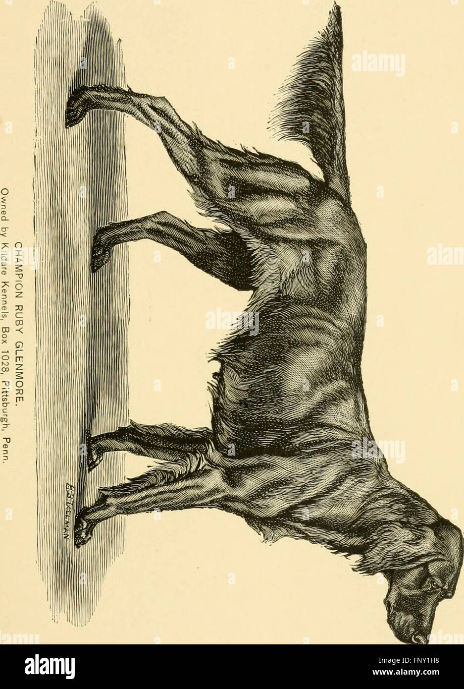 A 1891 comprehensive guide to dog breeds, their origins ...