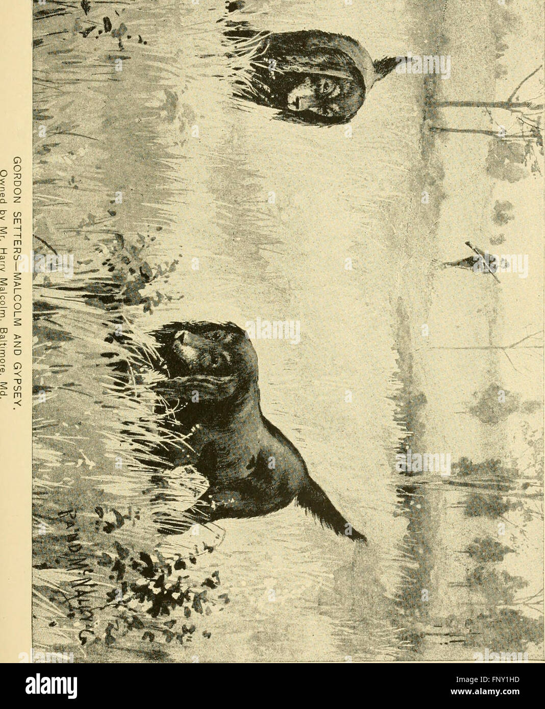 Page 117 of 'The Book of Birds' features detailed descriptions and ...