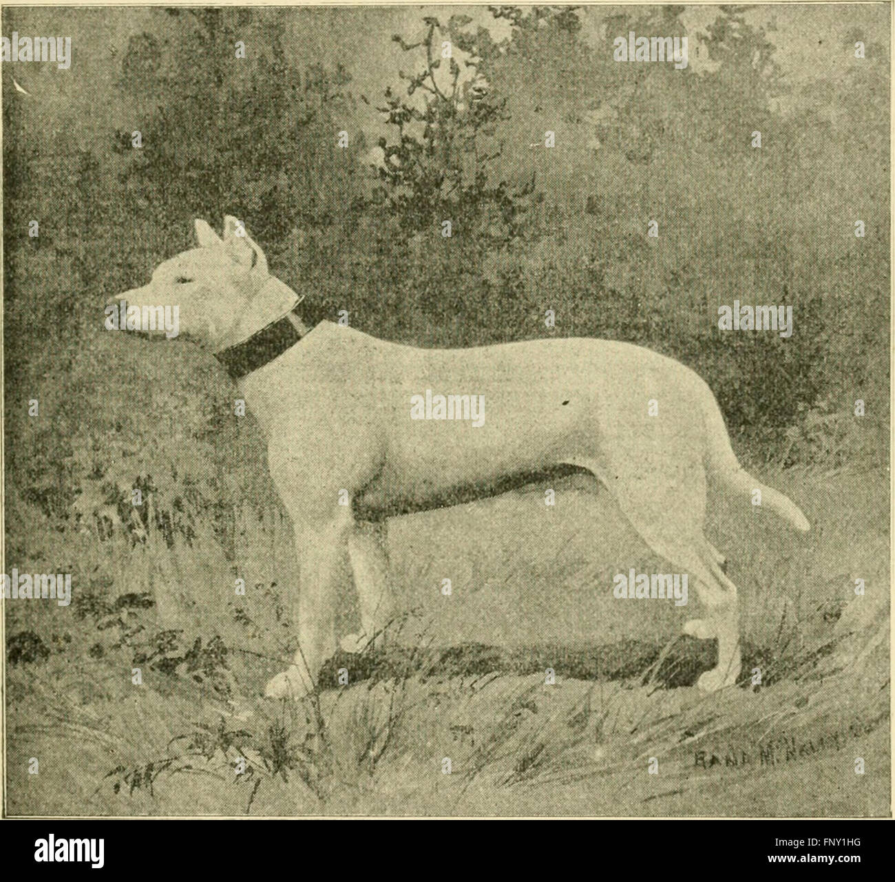 This 1891 guide to dogs explores their origins, characteristics ...