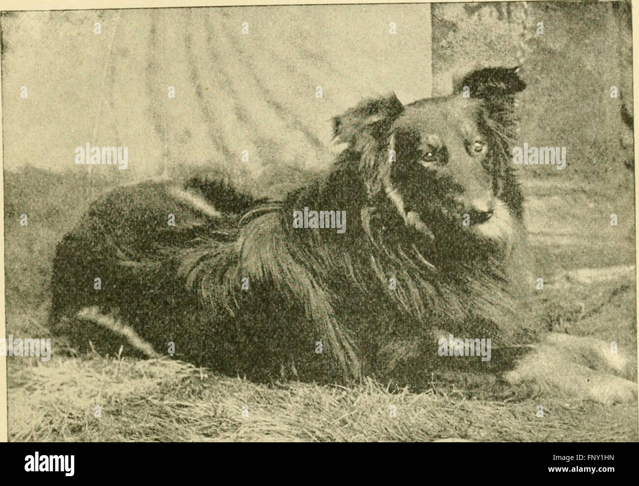 This 1891 book provides an extensive overview of dog breeds, detailing ...
