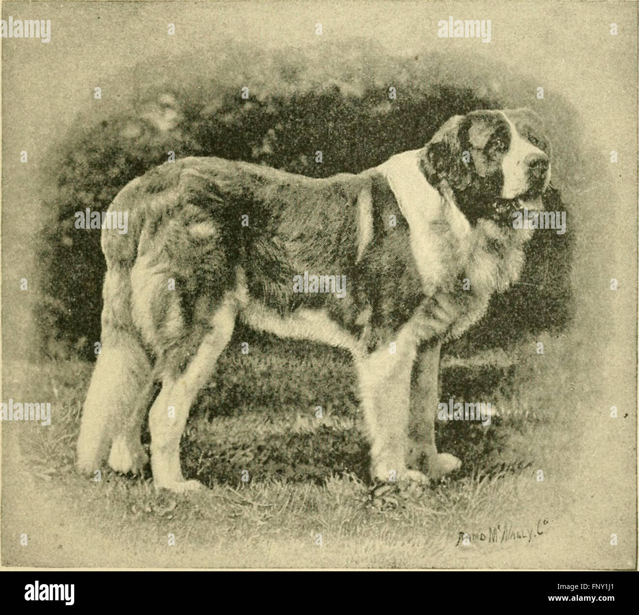'The American Book of the Dog' (1891) provides comprehensive details on ...
