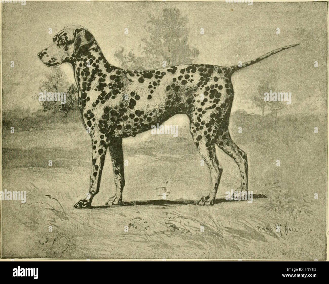This 1891 book explores the history and development of dogs, offering ...