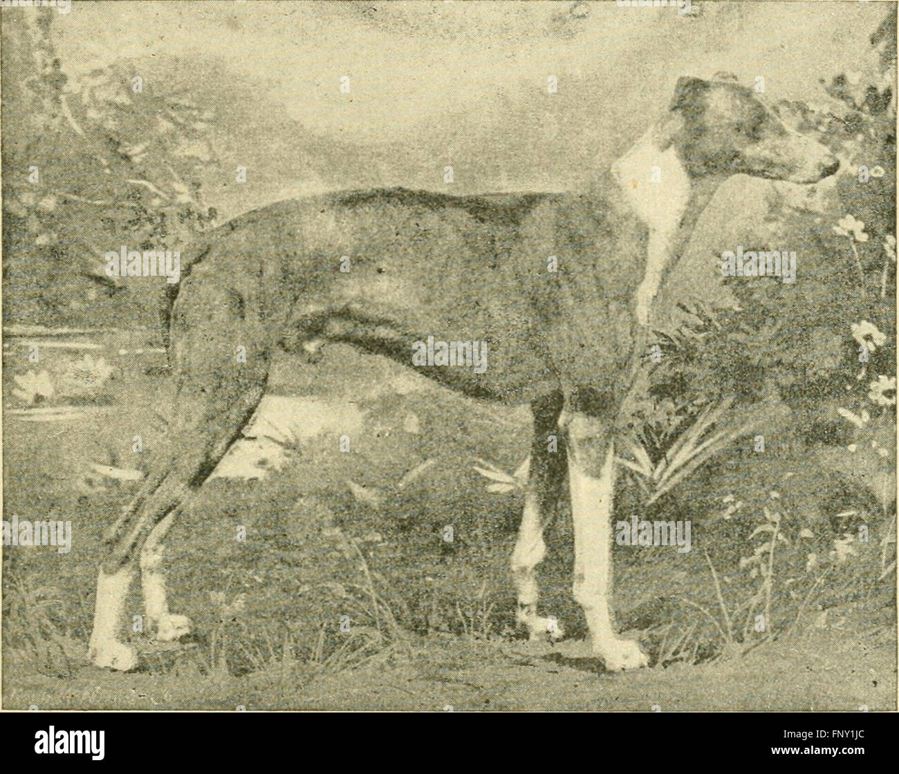 A comprehensive 1891 guide to American dogs, covering the origins ...