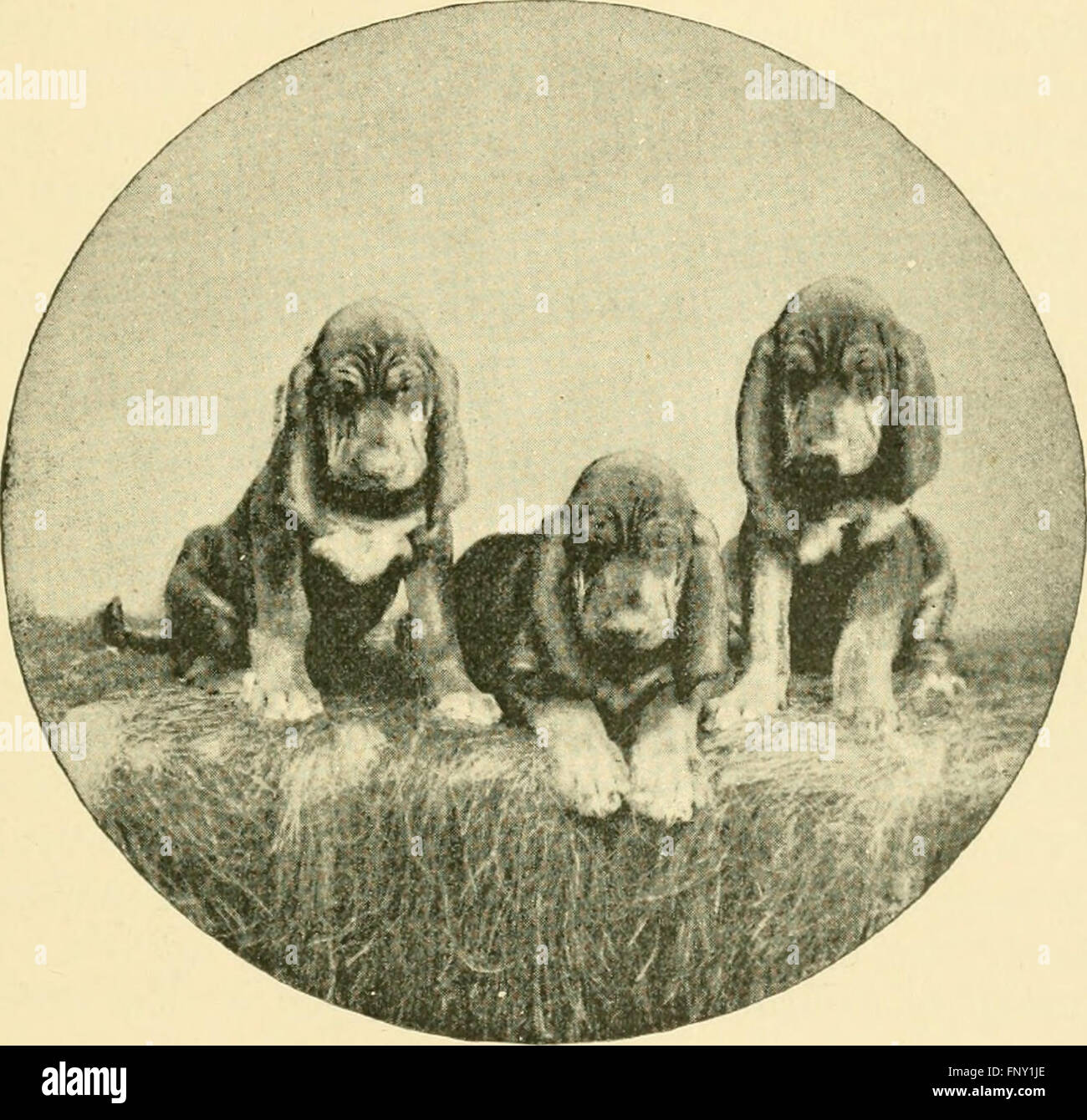 This 1891 book provides a comprehensive guide to dogs, covering the ...