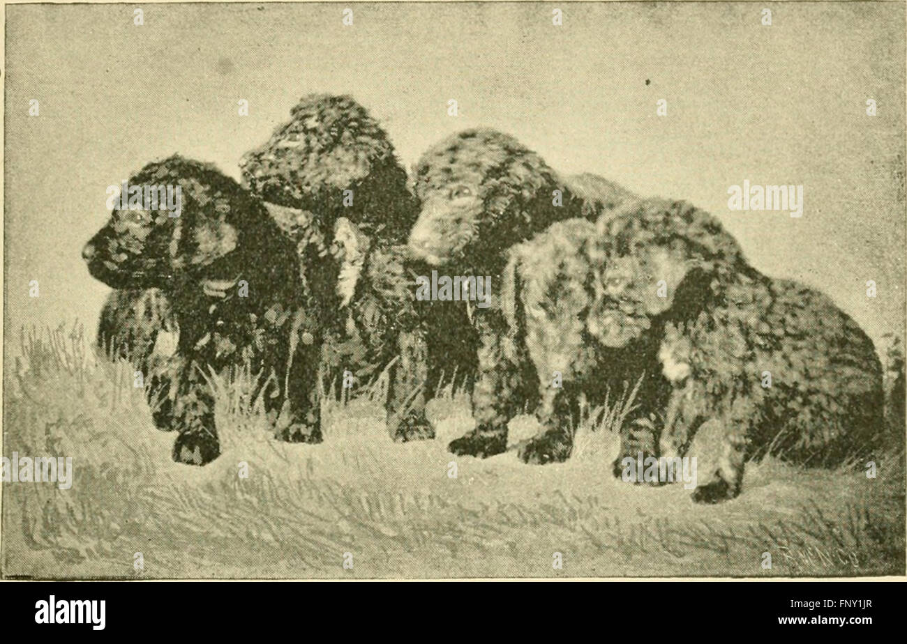 This 1891 book covers the history, care, and management of dogs ...