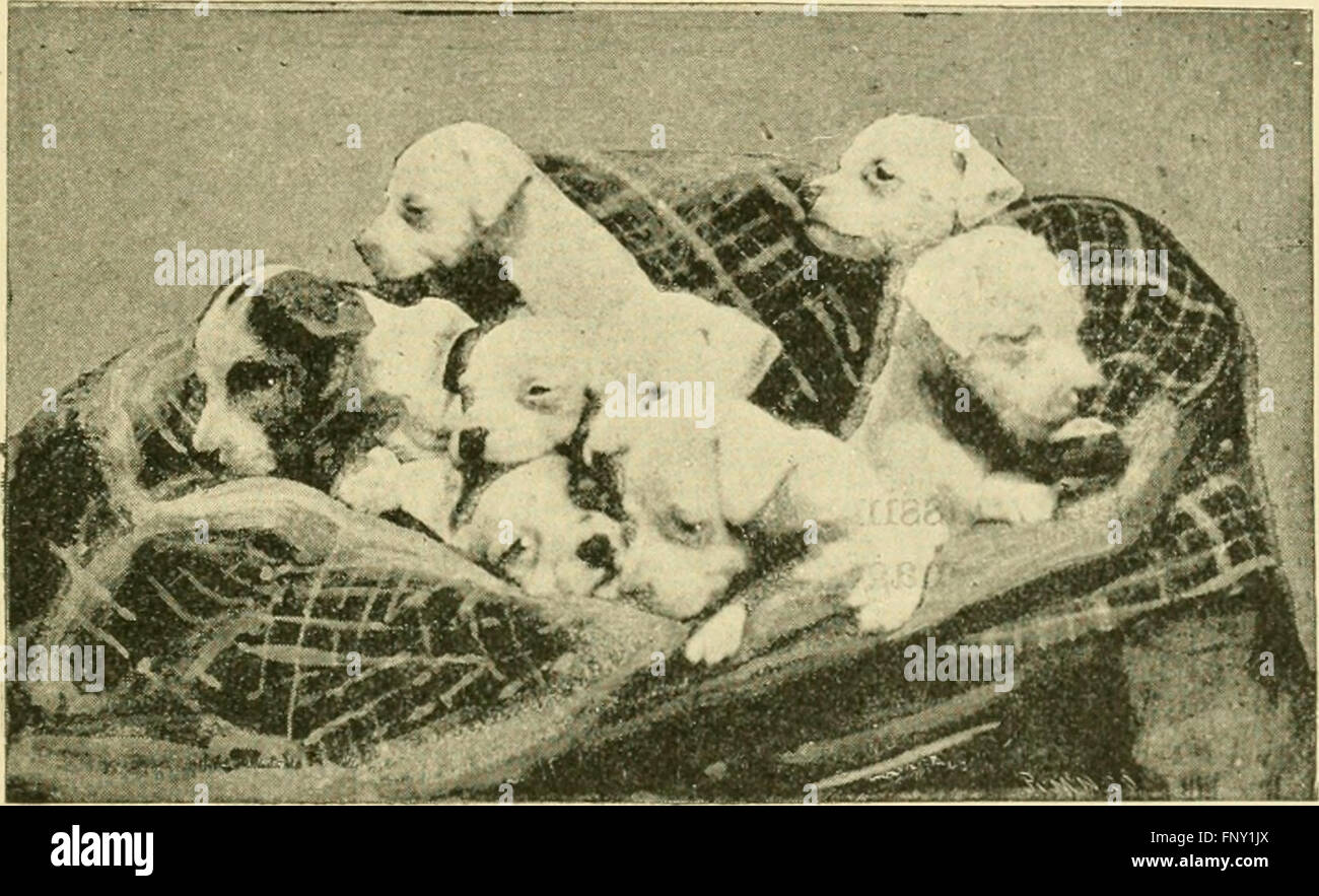 The American Book of the Dog (1891) provides an in-depth look at the ...