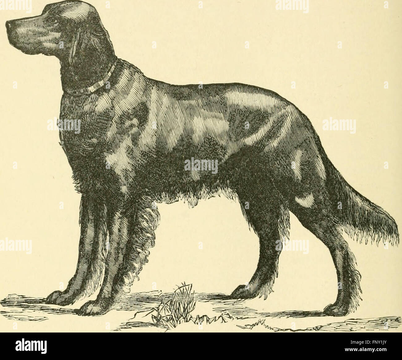 This 1891 book provides a comprehensive guide to the history and care ...