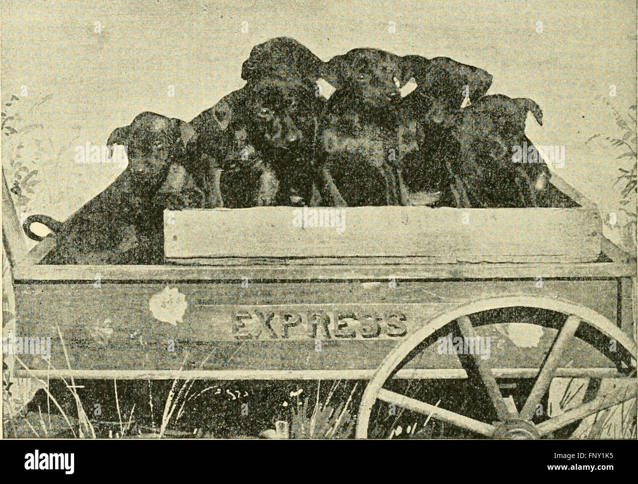 This 1891 book offers a comprehensive guide on dog breeds, their origin ...
