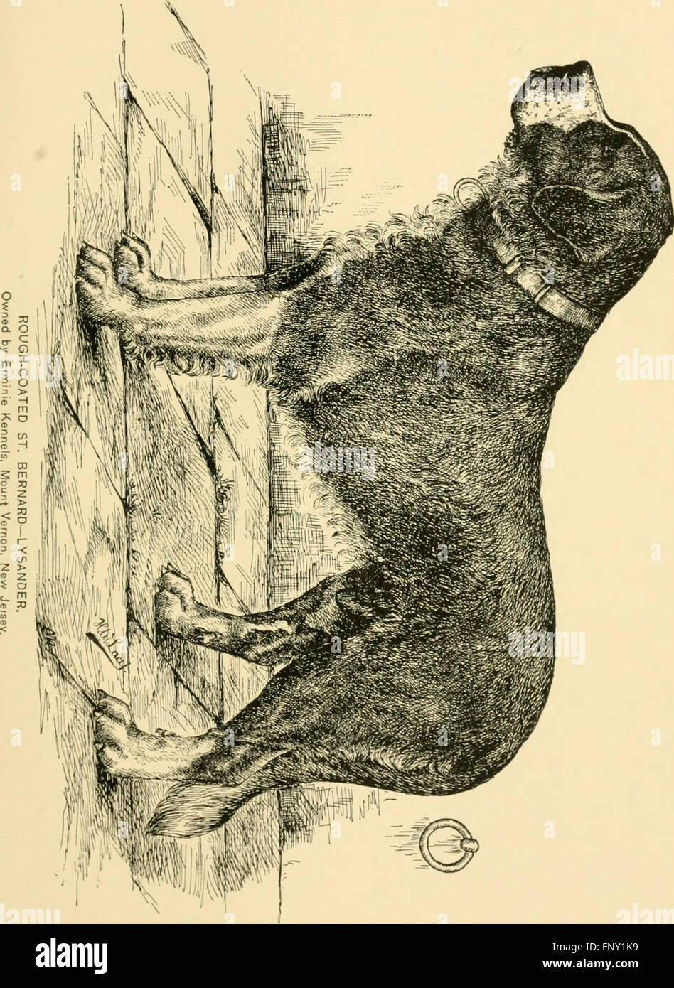 'The American Book of the Dog' (1891) is a comprehensive guide on dog ...