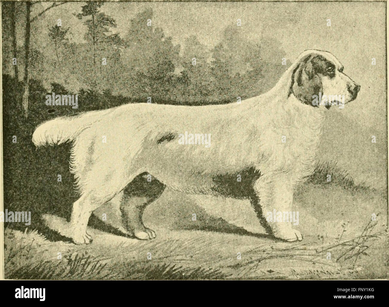 This 1891 book provides a comprehensive guide to dogs, covering their ...