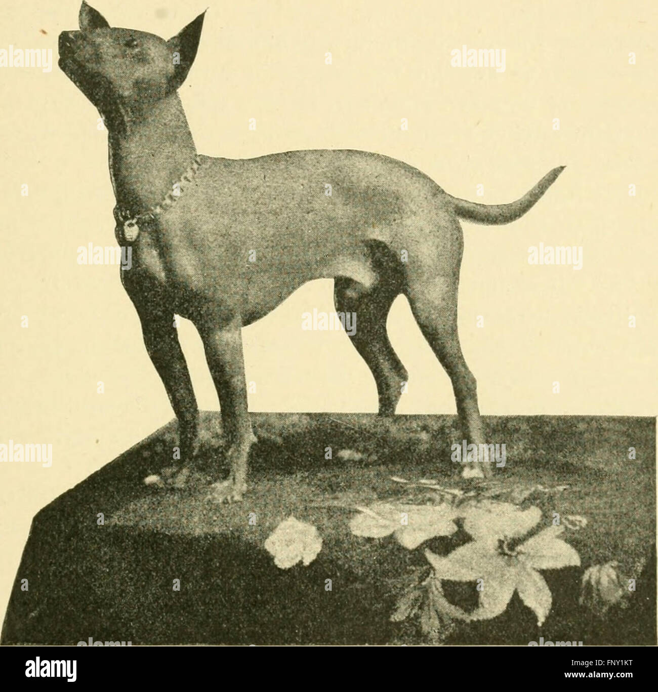 This 1891 book provides an in-depth look at dogs, covering their origin ...
