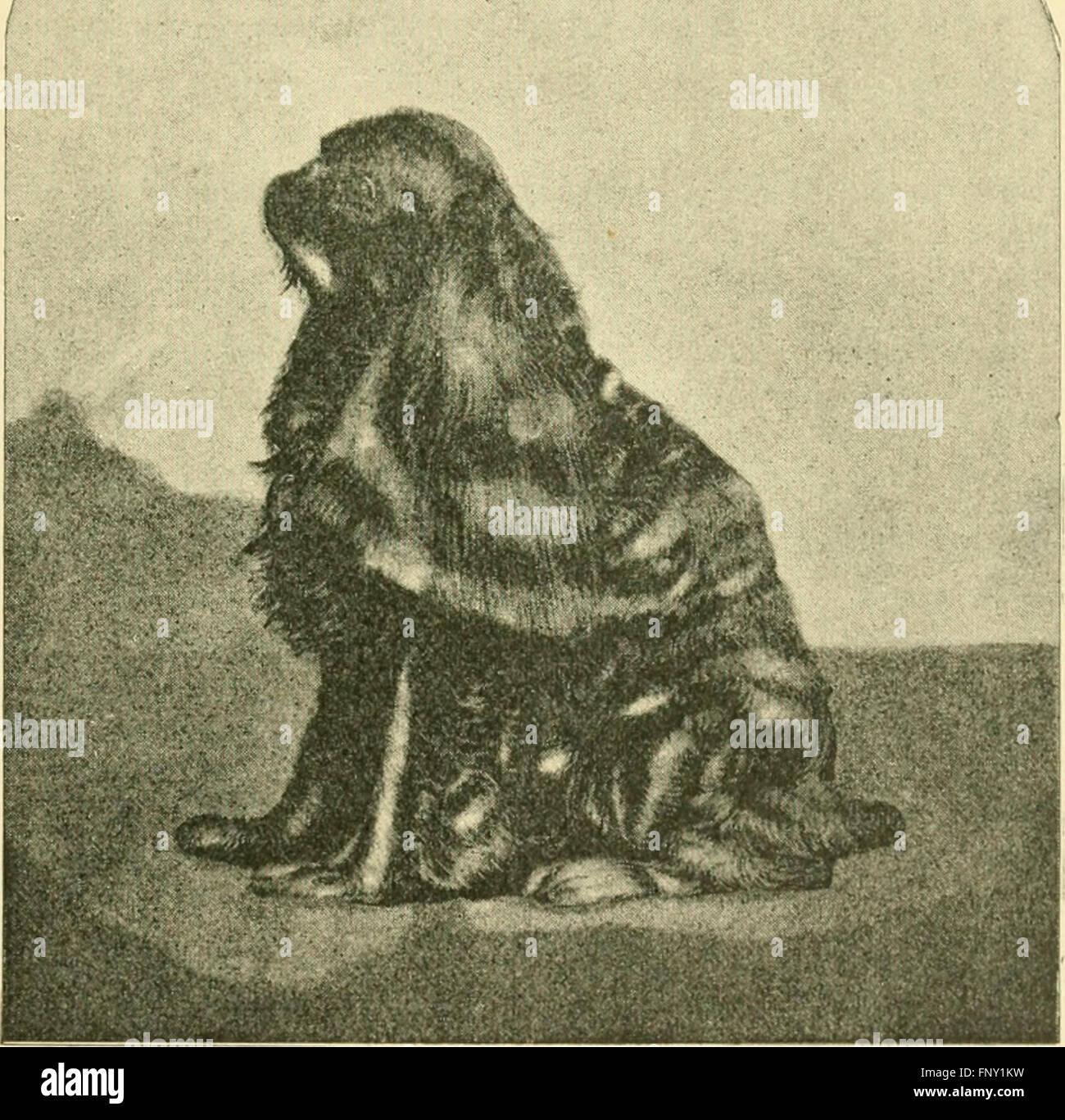 The 1891 edition of 'The American Book of the Dog' provides ...