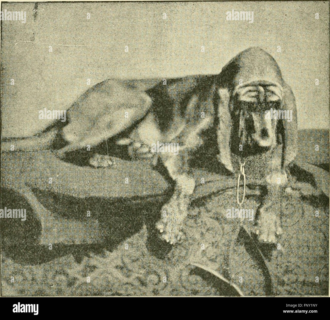 This 1891 book offers a comprehensive overview of dog breeds, their ...
