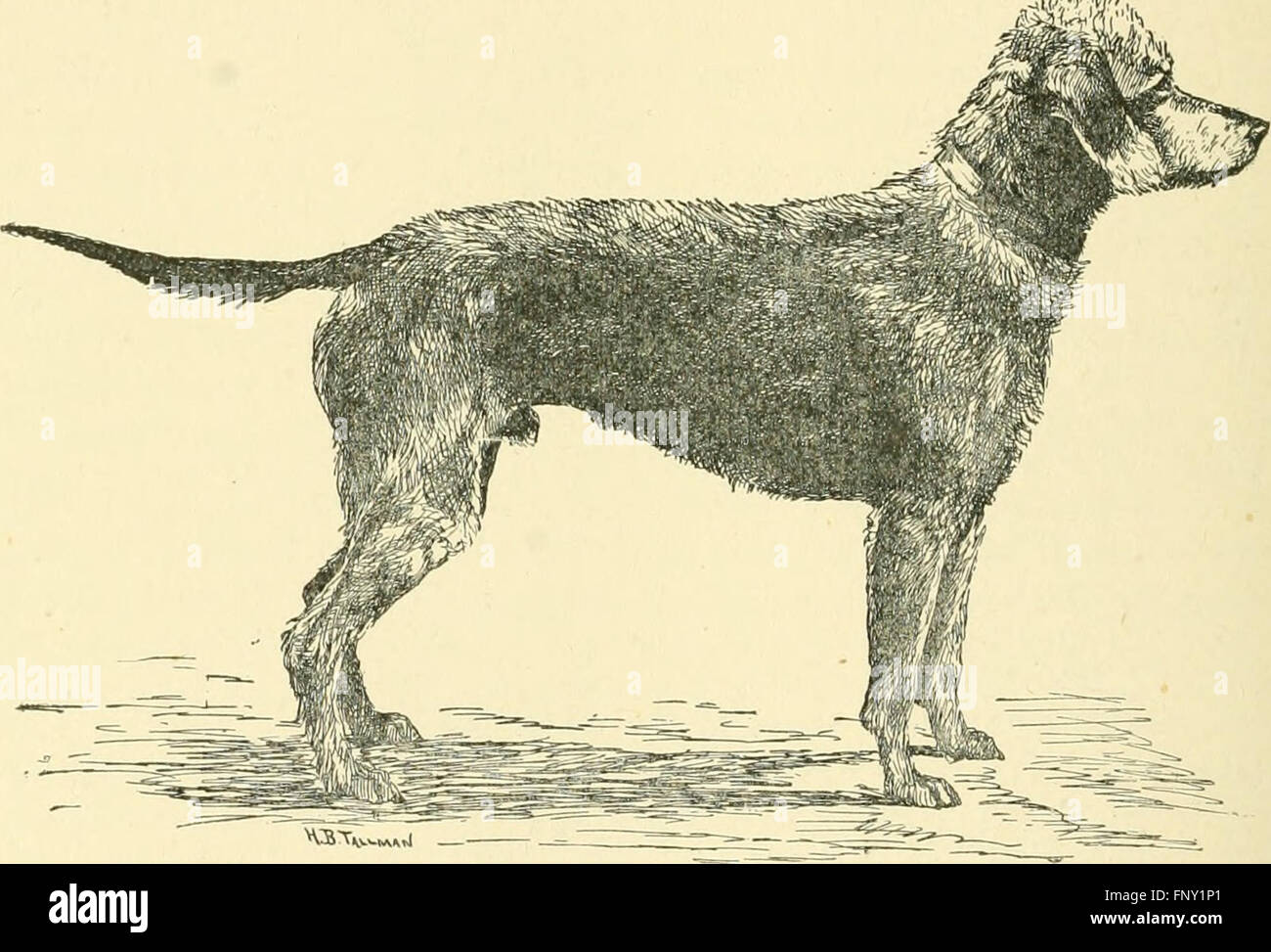 This 1891 guide covers the history, development, characteristics, and ...