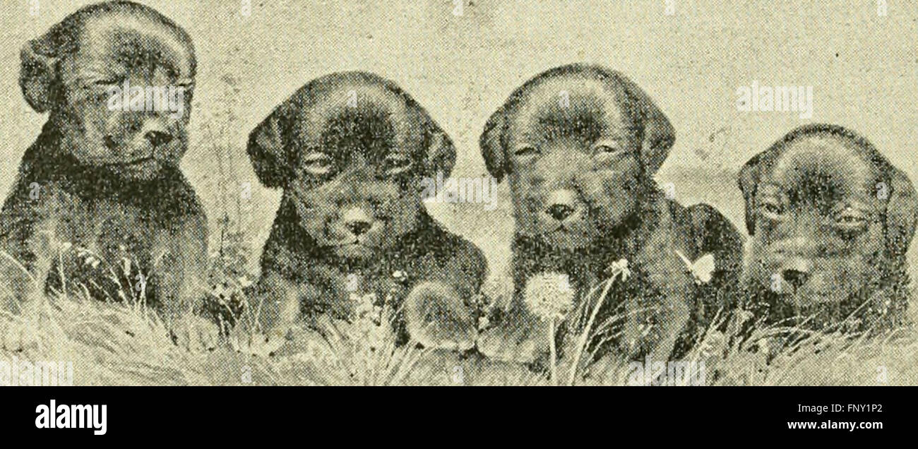 This 1891 book covers the history, characteristics, care, and training ...