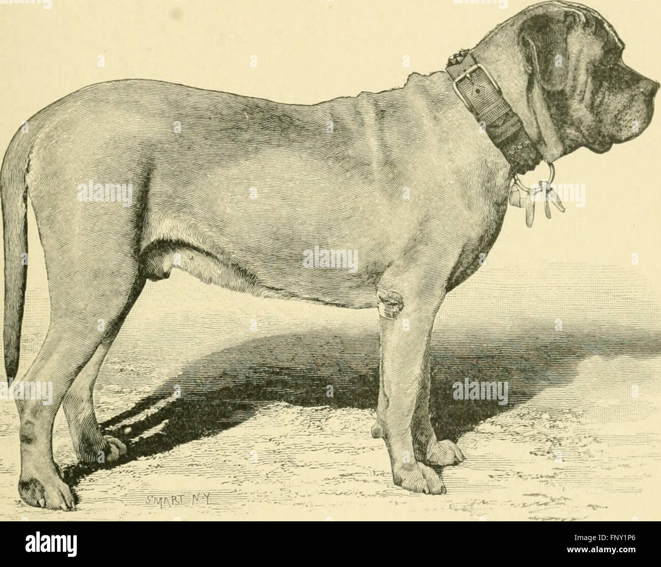 *The American Book of the Dog* (1891) covers the history ...