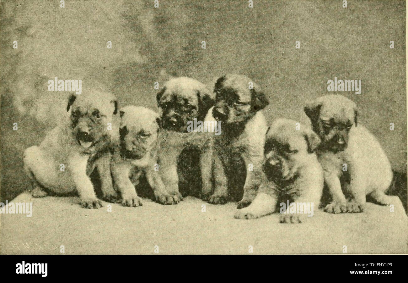 This 1891 work is a comprehensive guide to dog breeds, covering their ...