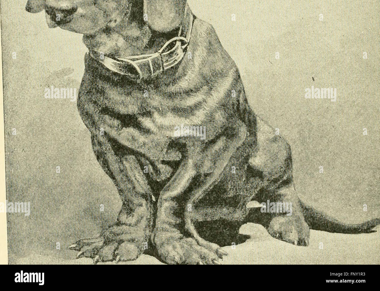 Published in 1891, this book covers the history, characteristics, and ...