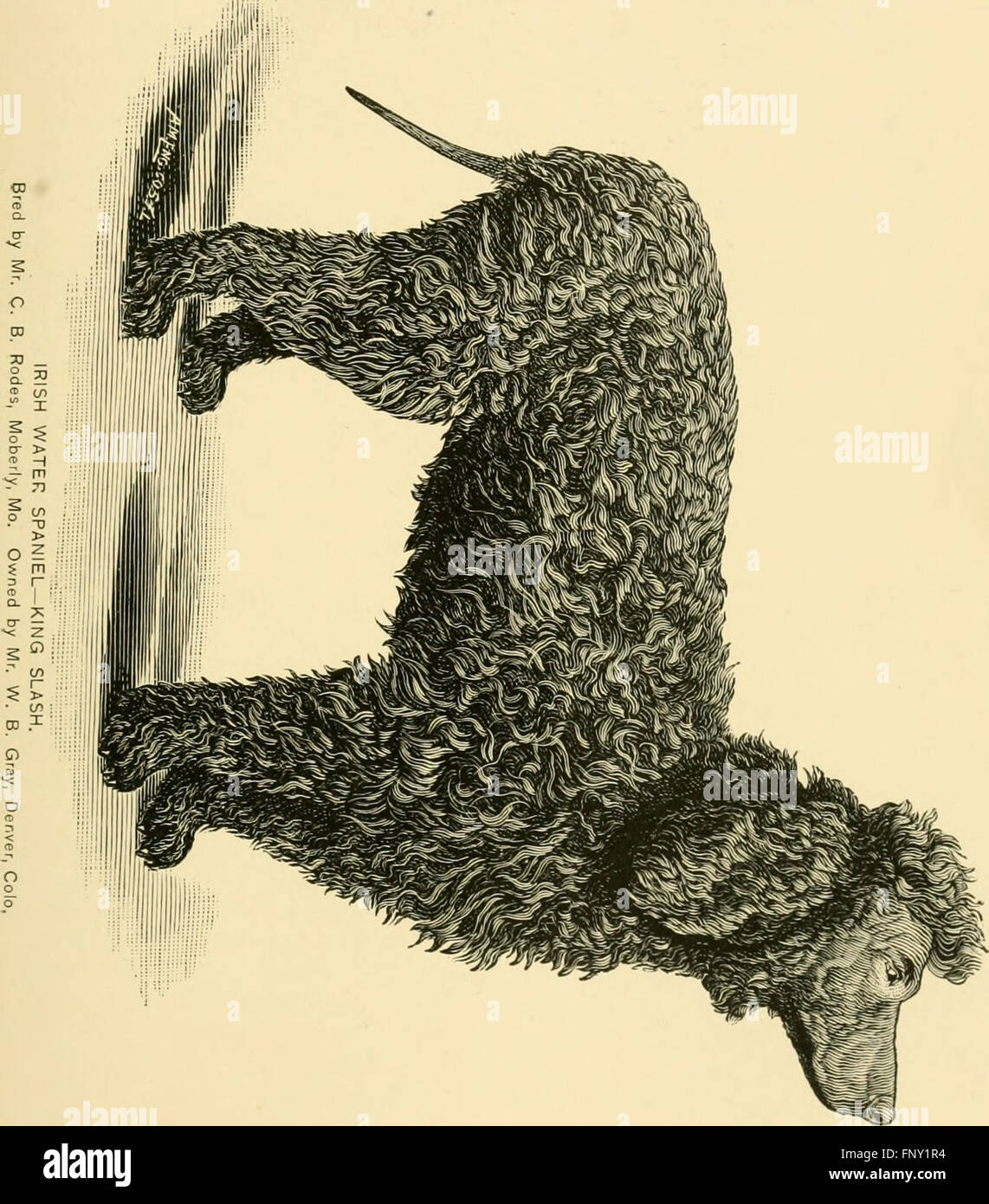 This 1891 book provides a thorough study of dogs, including their ...