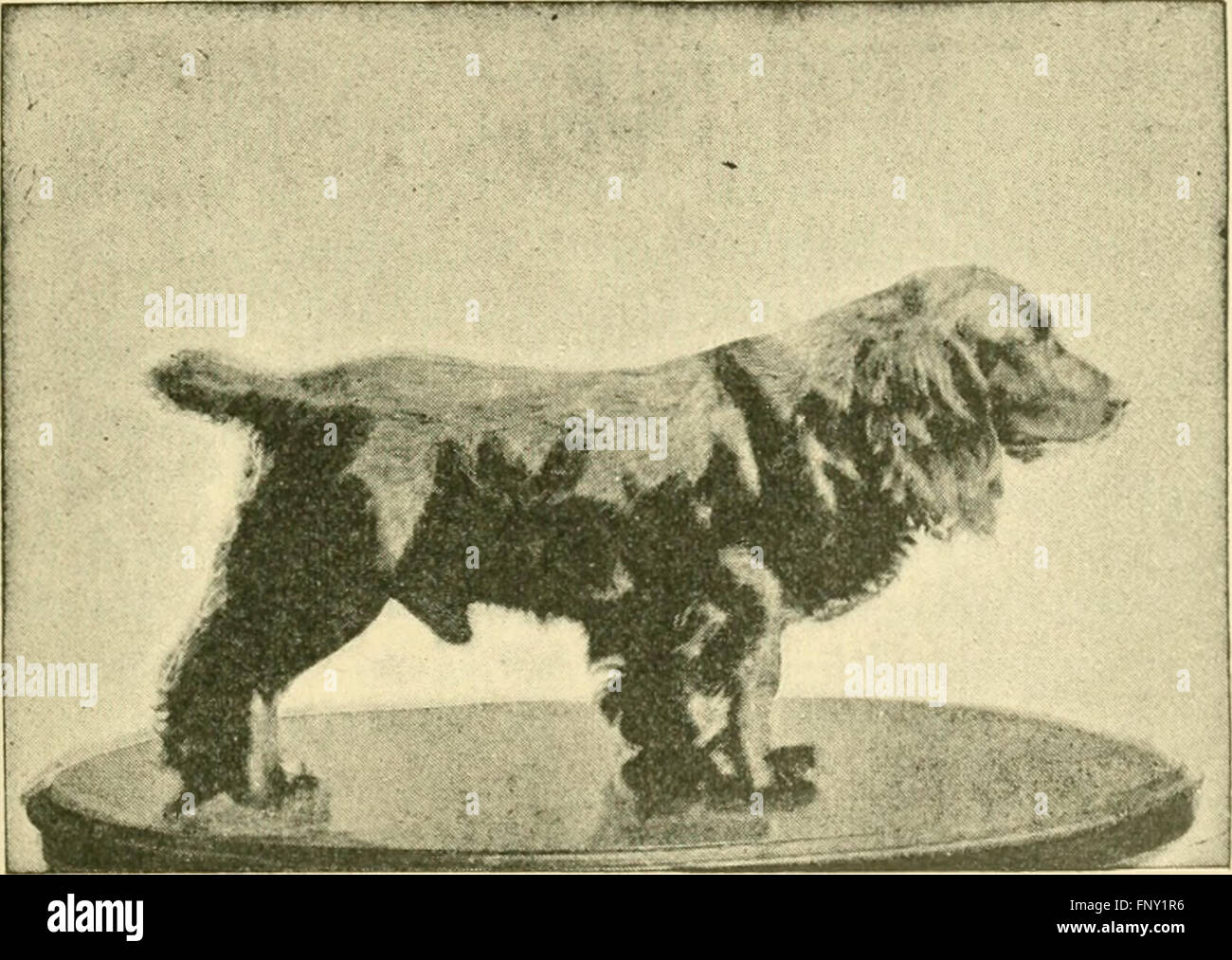 The 1891 edition of *The American Book of the Dog* provides ...